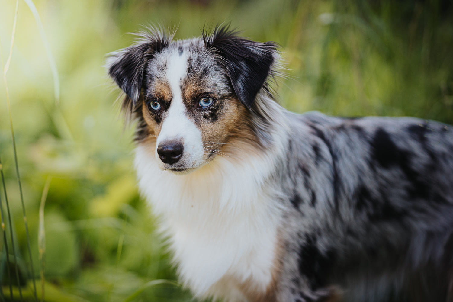 Mingla – Kennel Ljuvliga